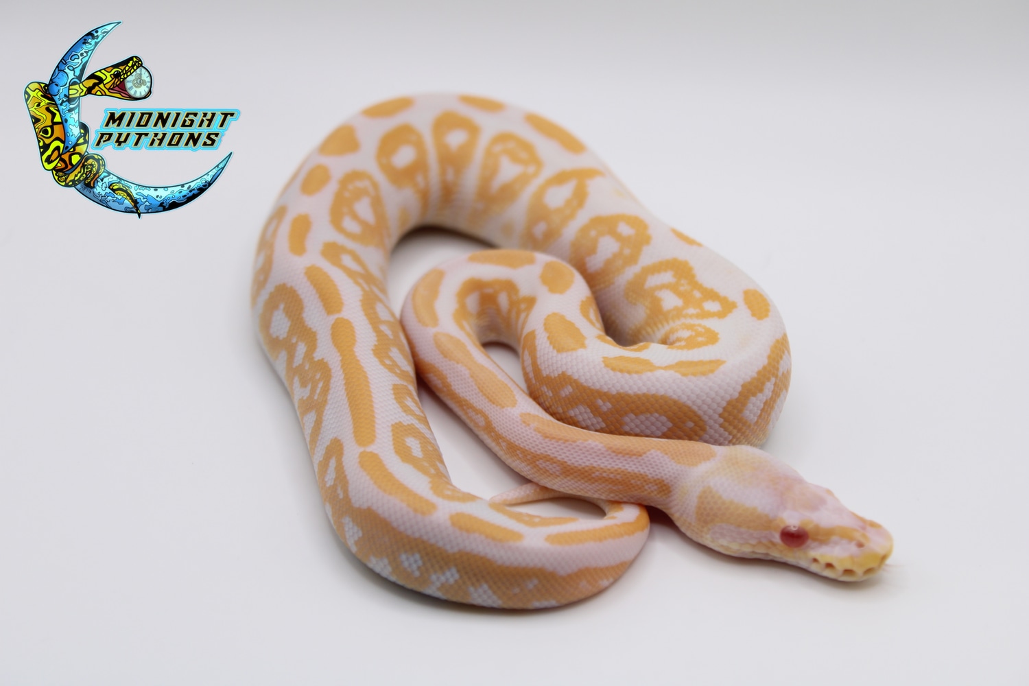 Black Pastel Candino Ball Python by Midnight Pythons - MorphMarket