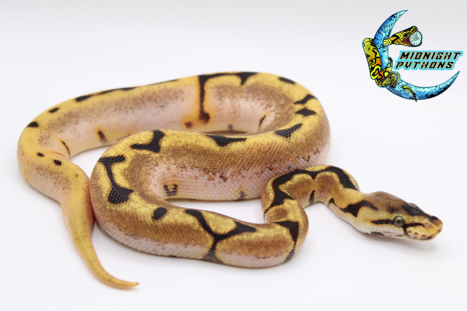 Orange Dream Yellowbelly Enchi Spider 100% Het Pied Ball Python by ...