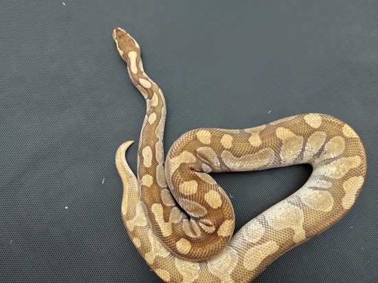 Butter Enchi Ball Python by Midnight Pythons