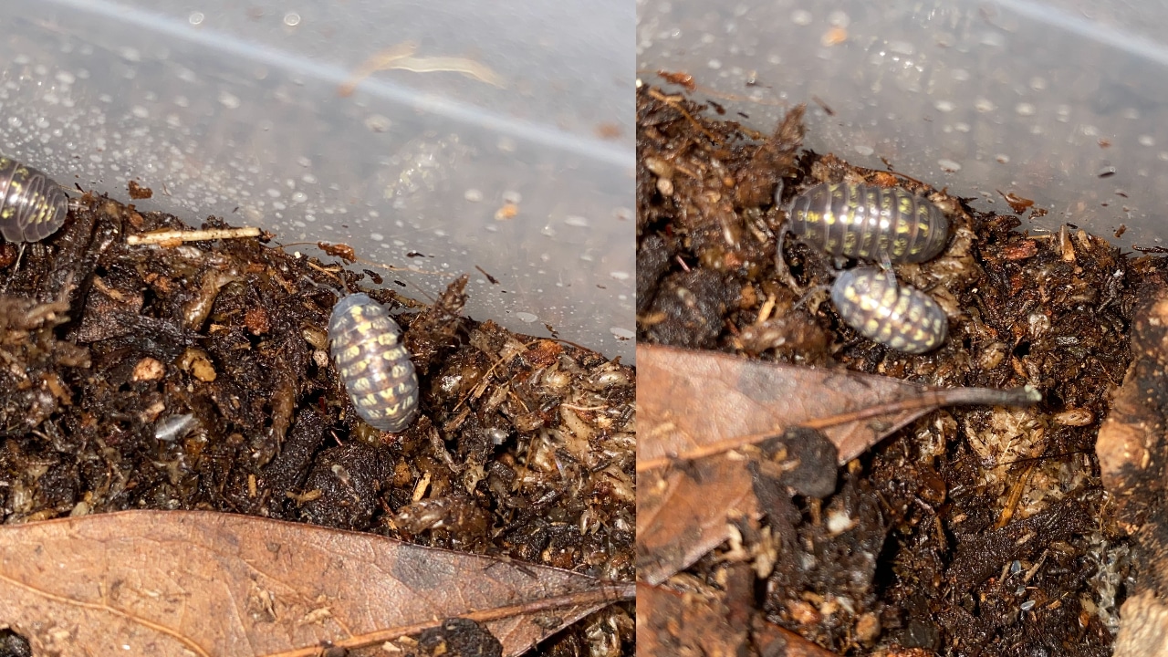 Armadillidium Vulgare Wild Type 10+ Isopod by Evo morphs - MorphMarket