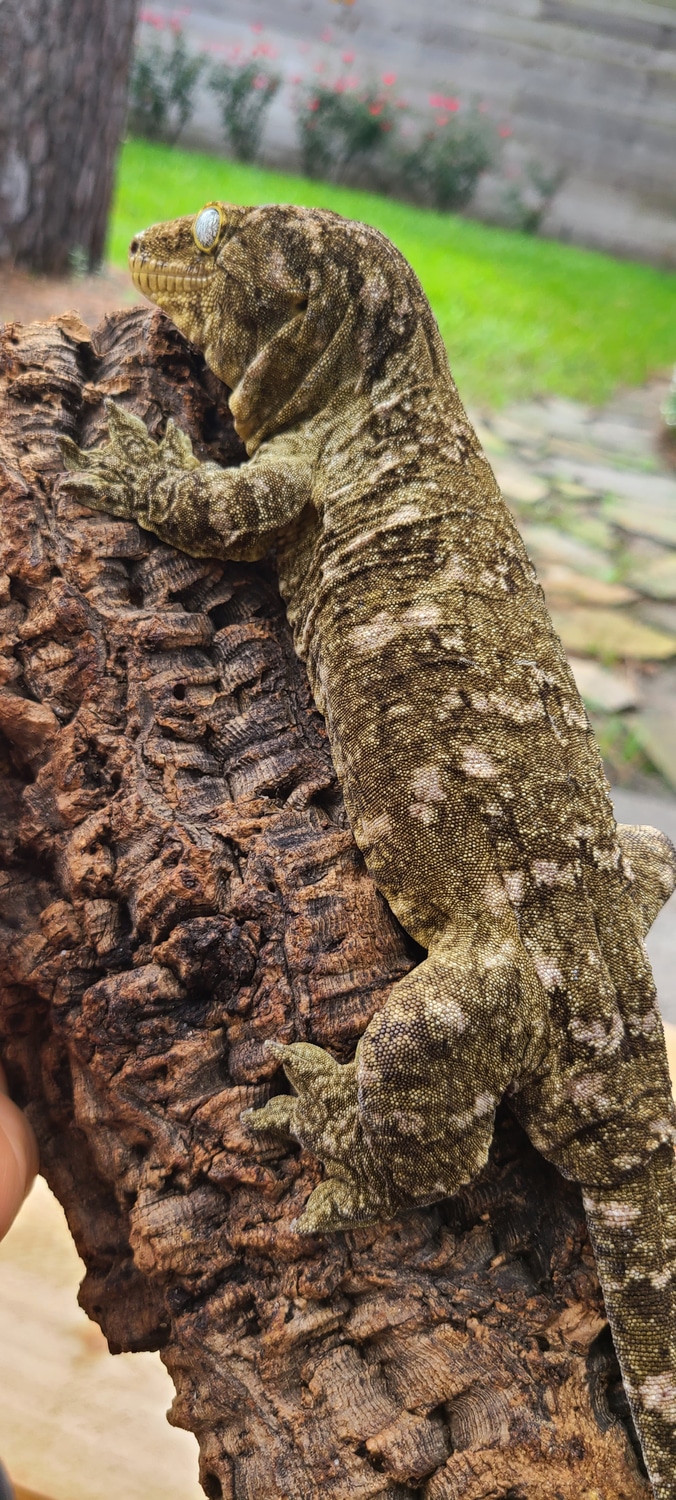 GT-Type A Leachianus Gecko by Robs Rhacs - MorphMarket