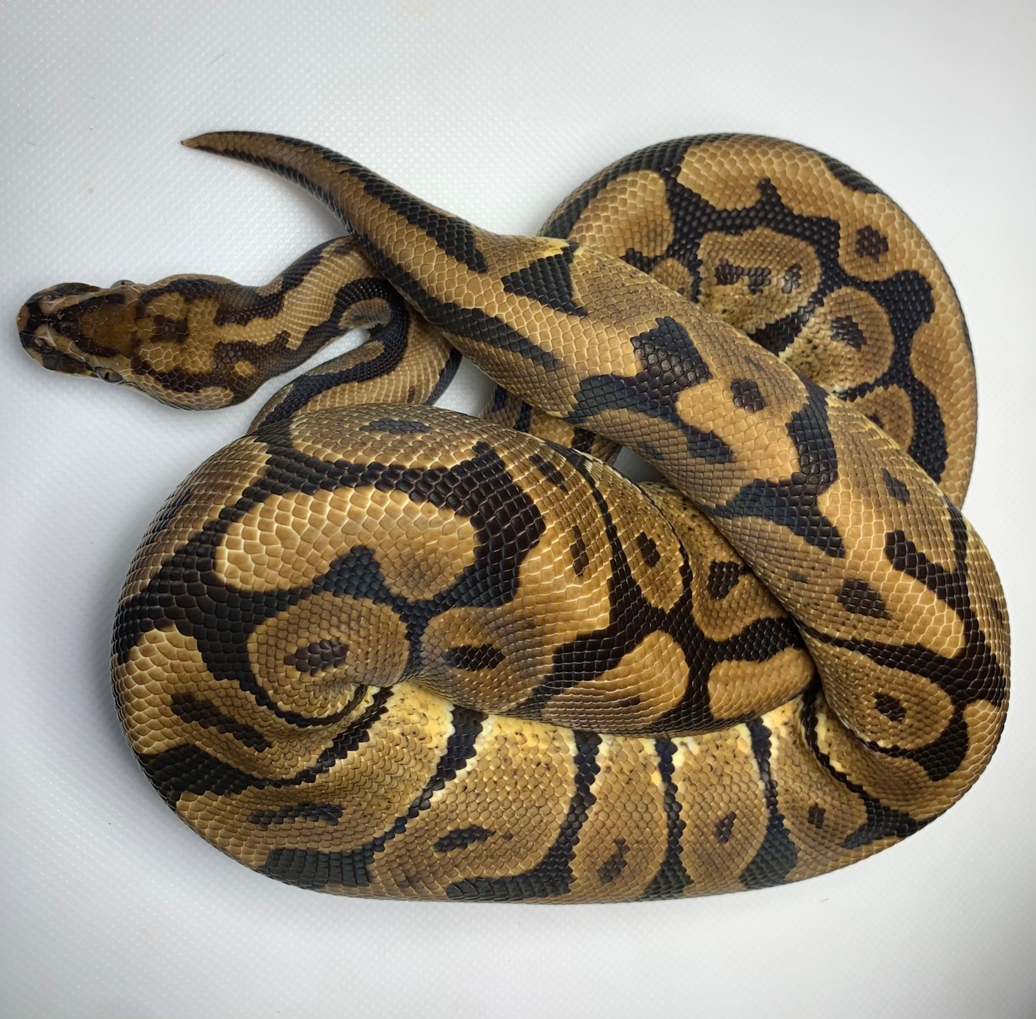 Spotnose Yellow Belly Ball Python by Desert Creek Pythons - MorphMarket
