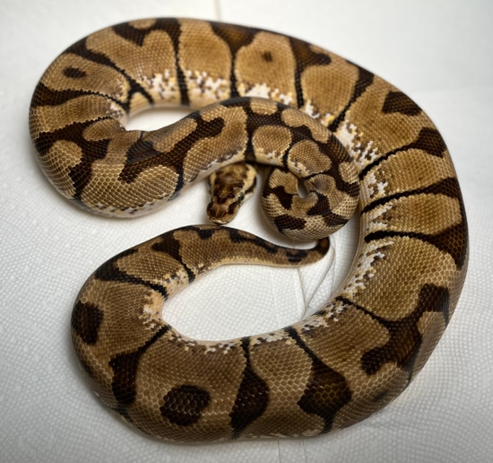 Pastel Woma Ball Python by Desert Creek Pythons