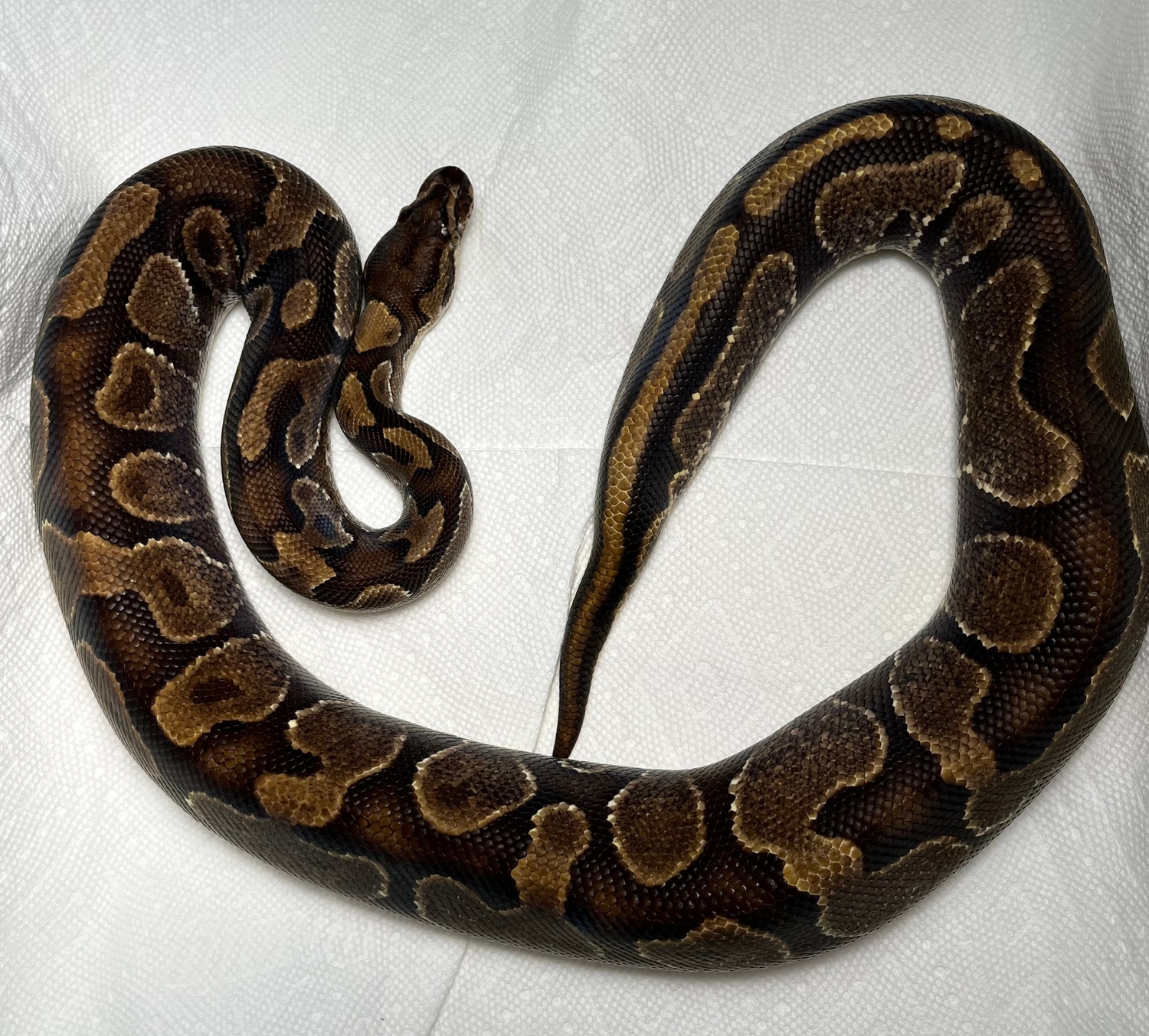 Enchi Yb Ball Python by Desert Creek Pythons - MorphMarket