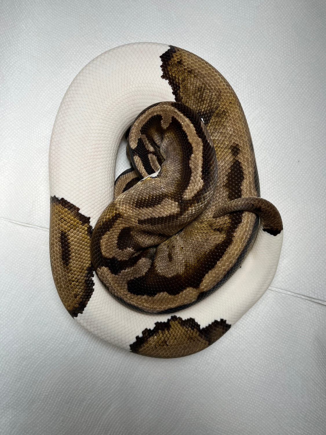Piebald 100% Het Lavender Albino Ball Python by Desert Creek Pythons ...