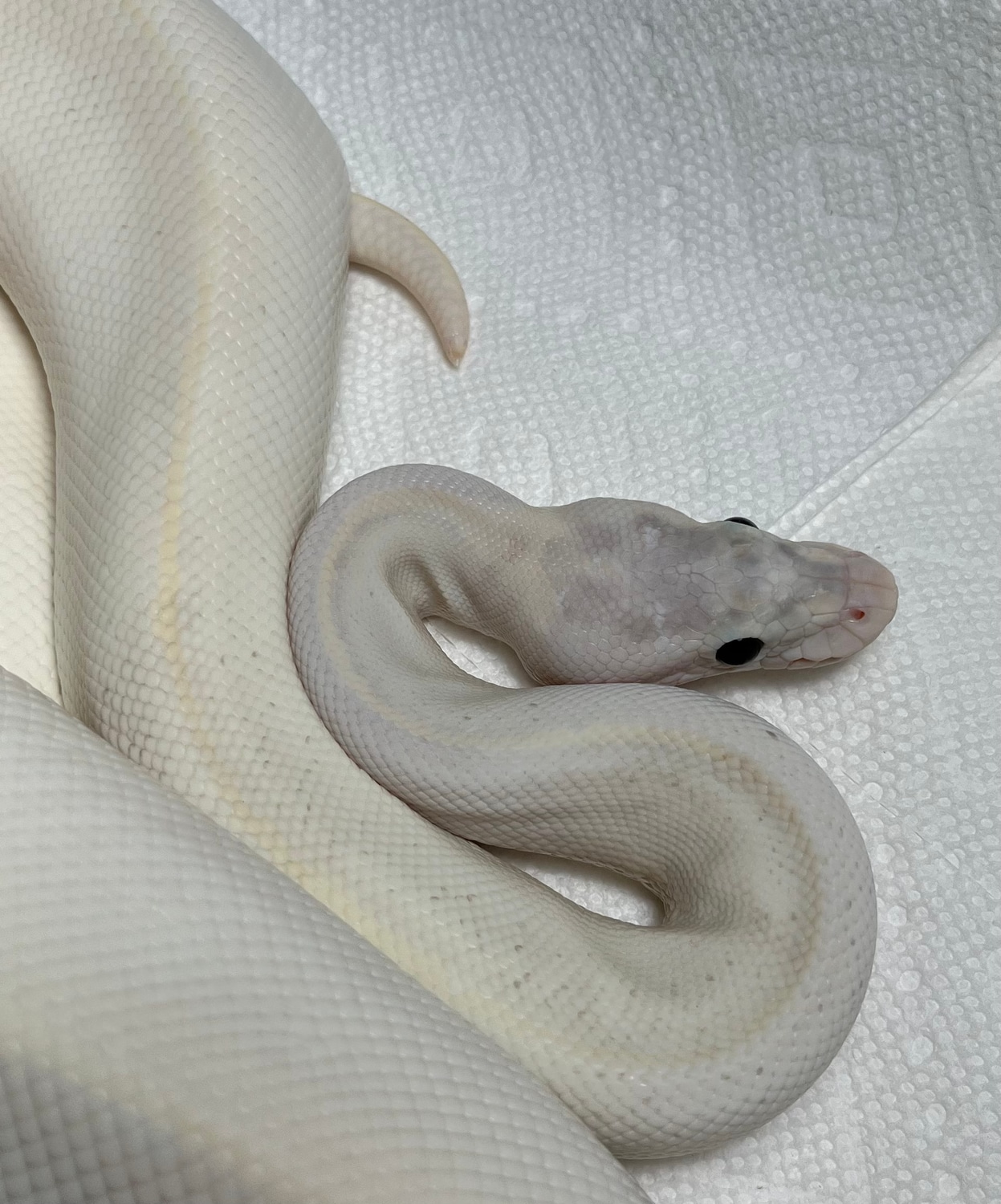 Ivory 100% Het Pied Ball Python by Desert Creek Pythons - MorphMarket