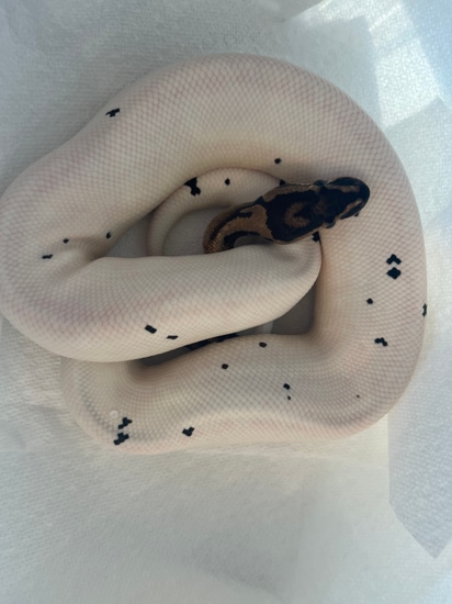 Pumpkin Pied Het Lavender Albino Pos Het Clown Ball Python by Desert ...