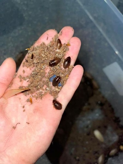 Ivory Head Roaches Other Invertebrate by RED EYE Reptiles