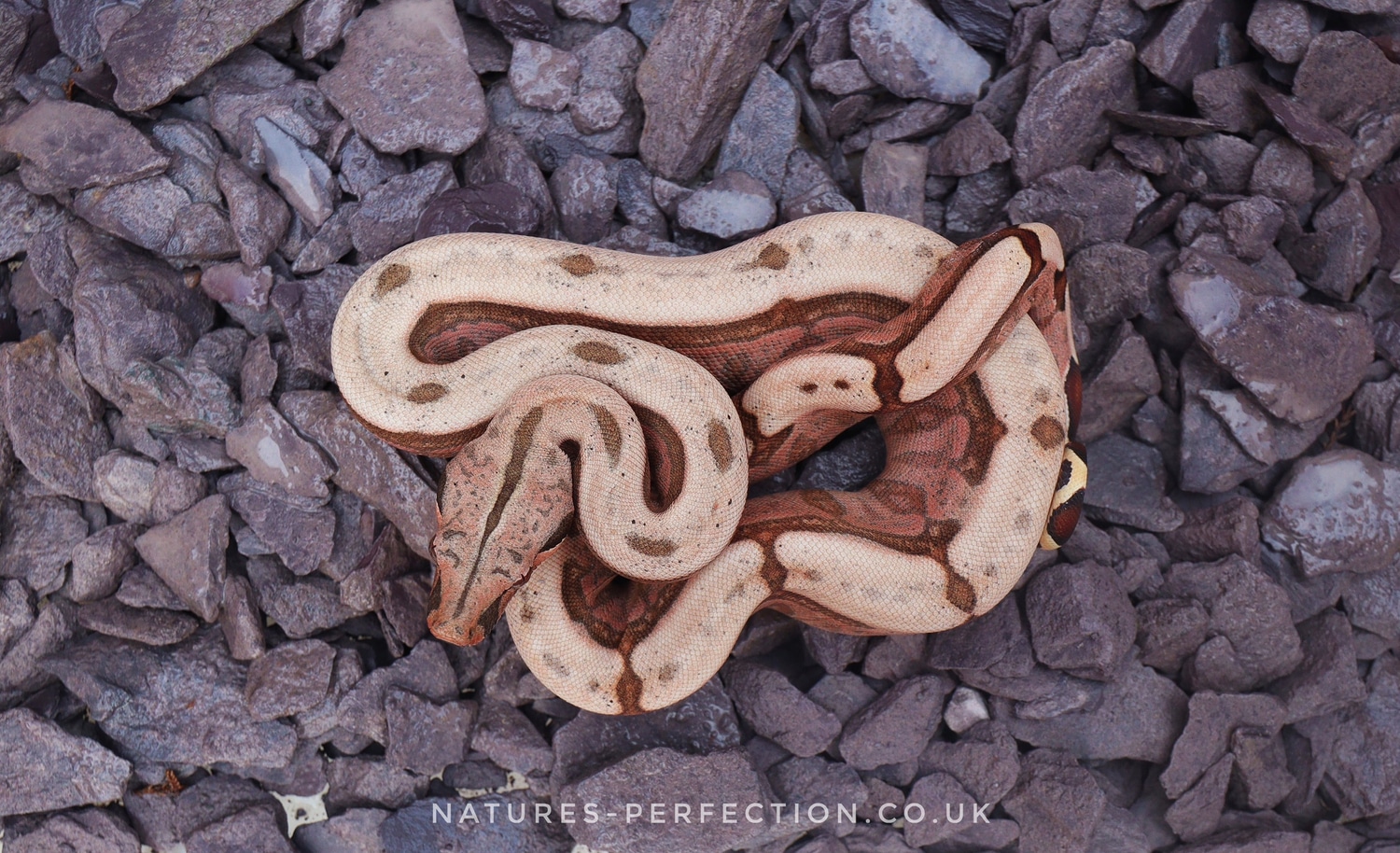 Bolivian Amarali Short-tailed Boa Constrictor by Natures Perfection ...