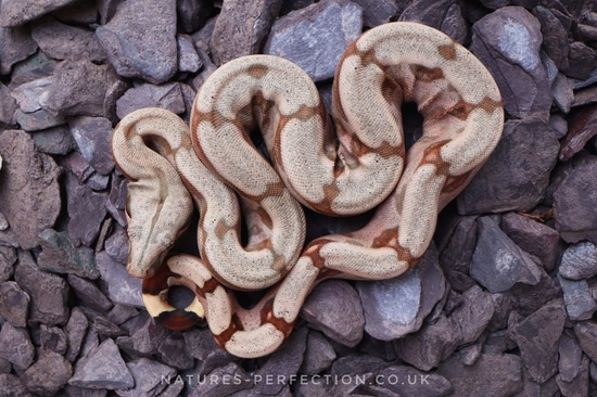 Bolivian Amarali Short-Tailed Boa Constrictor by Natures Perfection