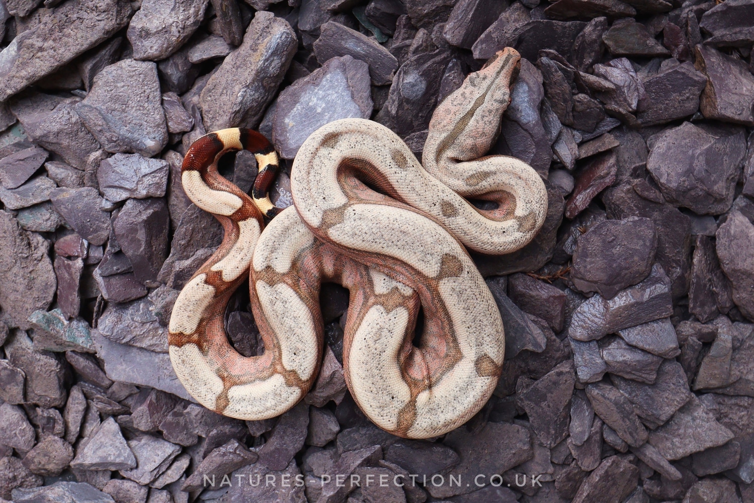 Bolivian Amarali Short-tailed Boa Constrictor by Natures Perfection ...