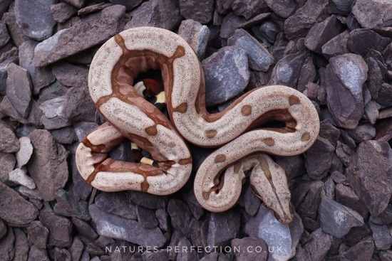 Bolivian Amarali Short-Tailed Boa Constrictor by Natures Perfection