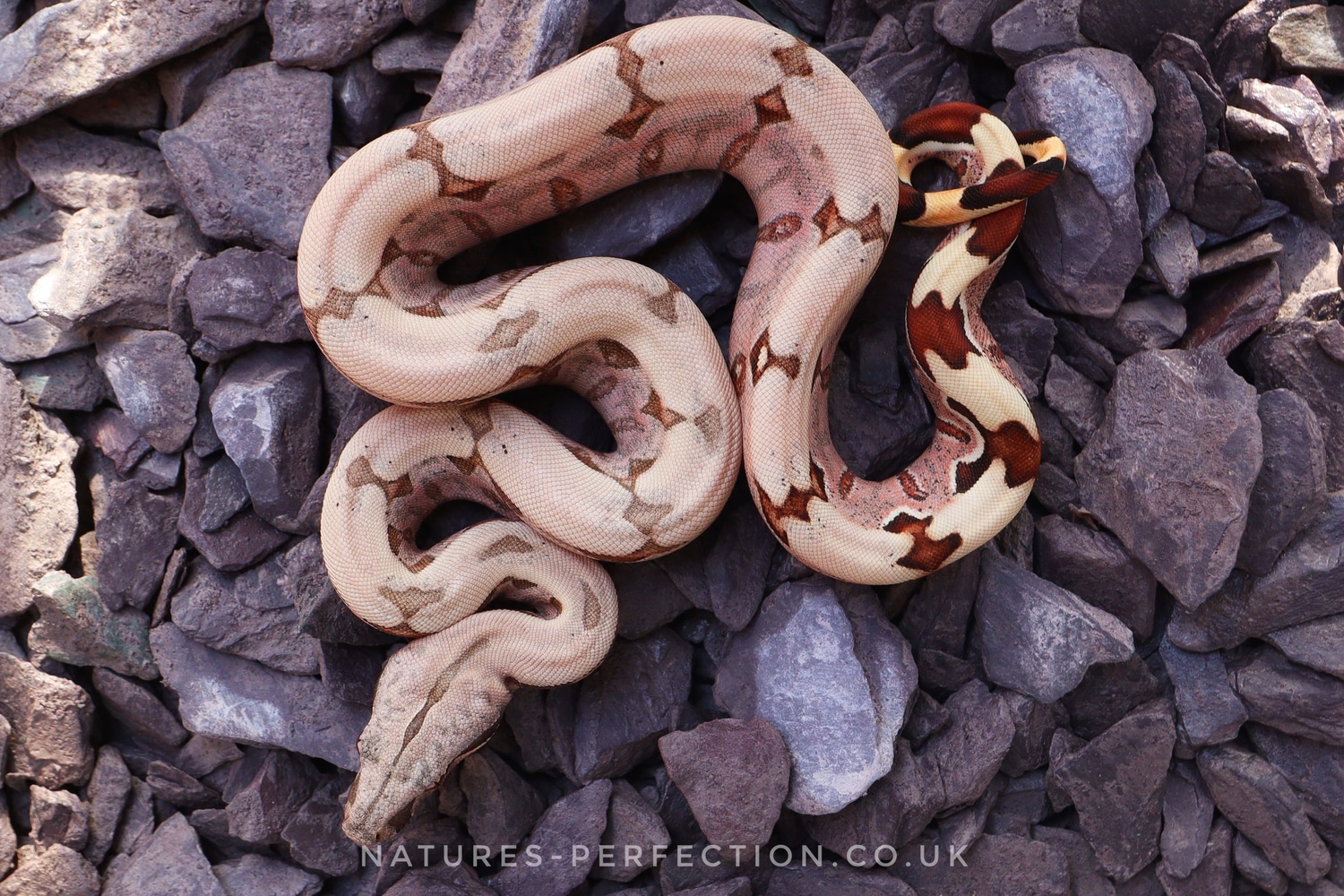 Southern Brazilian CB Short-tailed Boa Constrictor by Natures ...