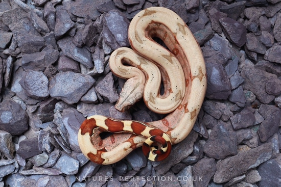 Southern Brazilian CB Short-Tailed Boa Constrictor by Natures Perfection