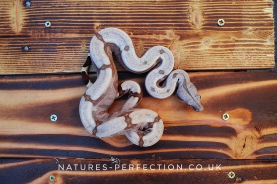 Bolivian Amarali Short-Tailed Boa Constrictor by Natures Perfection