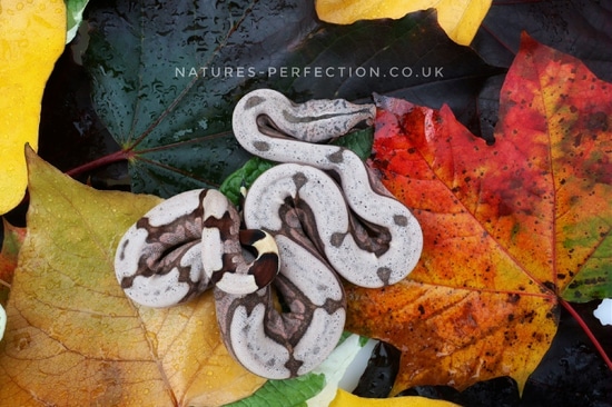 2022 Bolivian Amarali Female Short-Tailed Boa Constrictor by Natures ...
