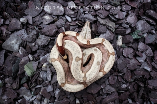 Bolivian Amarali Short-Tailed Boa Constrictor by Natures Perfection