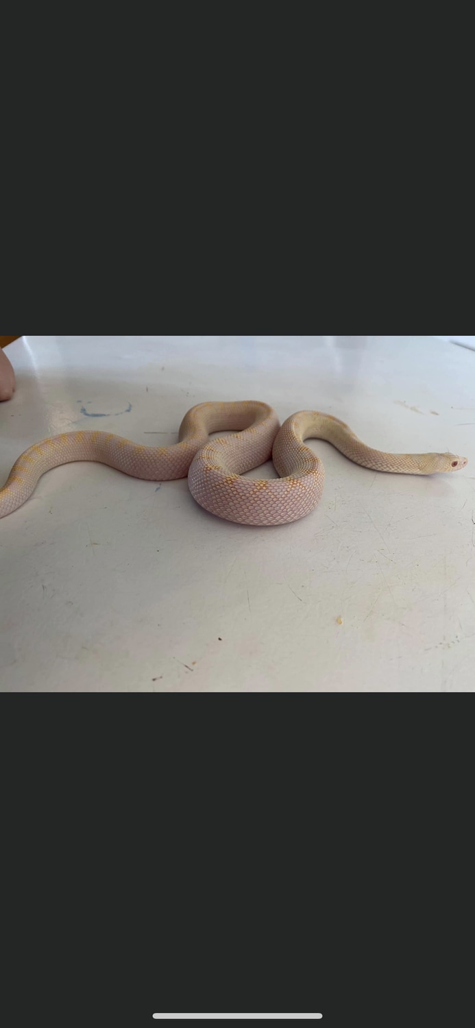 Albino Whiteside Het Stillwater Hypo, Het Axanthic Bullsnake by Robbins ...