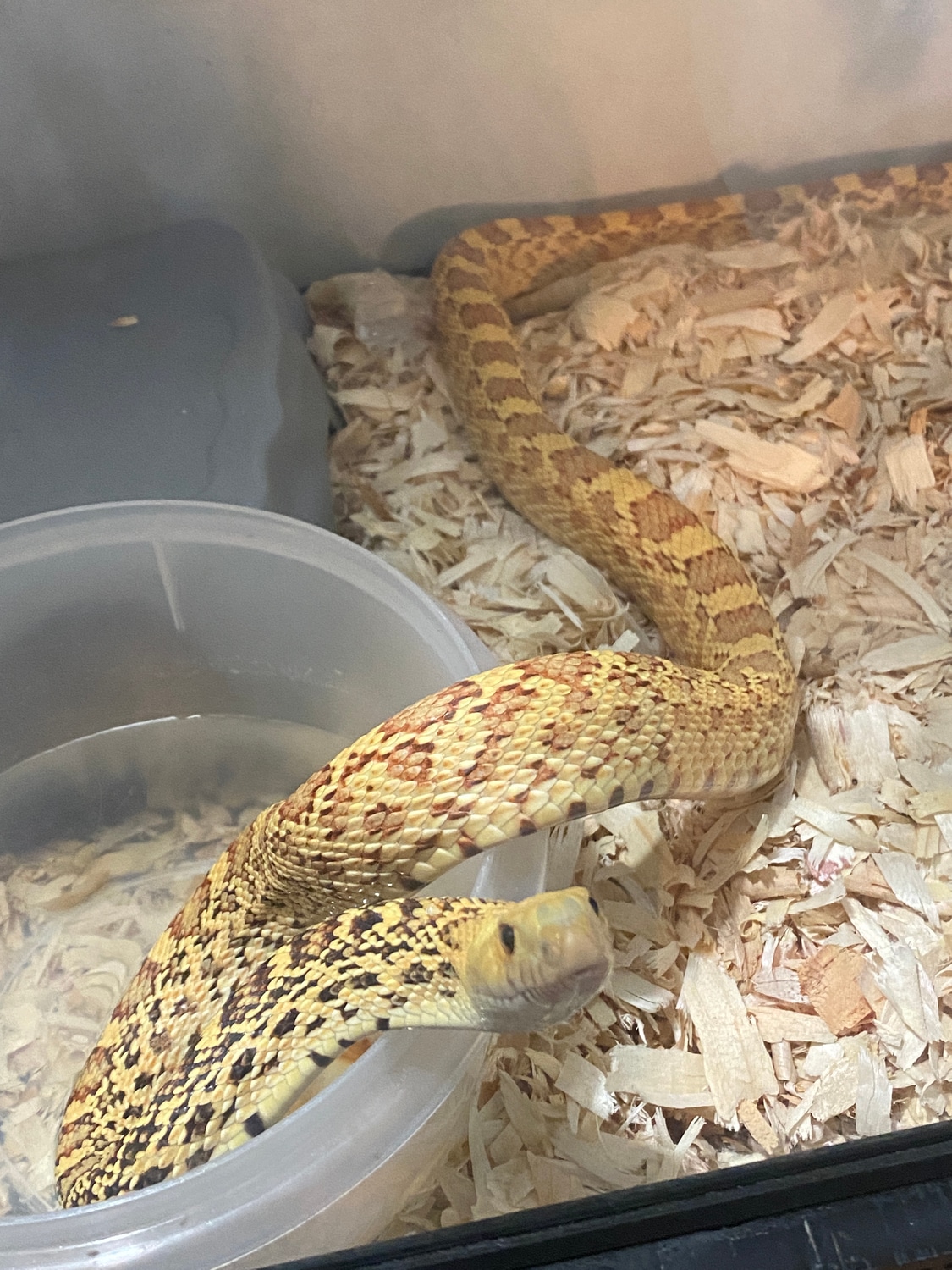 Stillwater Hypo Male Bullsnake by Robbins Reptiles - MorphMarket