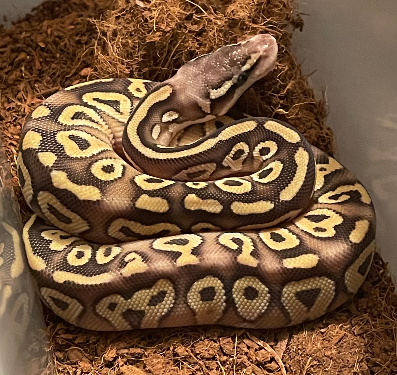 Pastave Bython Ball Python by Mullins Morphs - MorphMarket