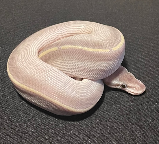 Mystic Potion Ball Python by Mullins Morphs