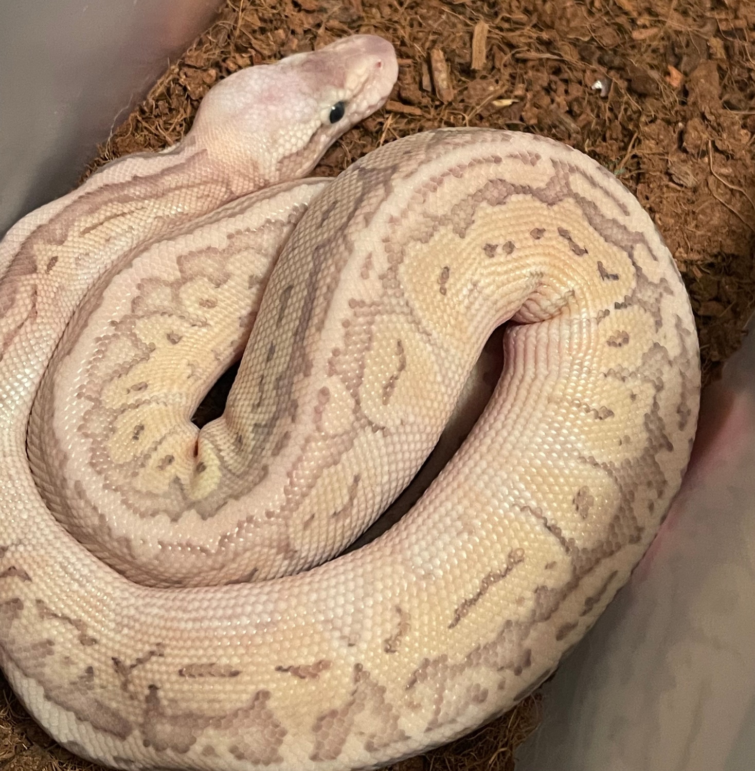 Pastel Lesser Pinstripe Ball Python by Mullins Morphs - MorphMarket