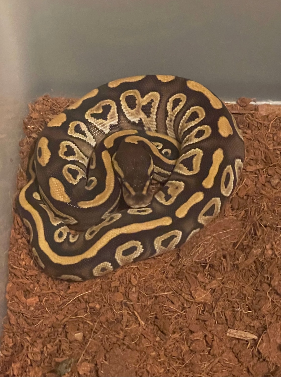 Mojave Ball Python by Mullins Morphs - MorphMarket