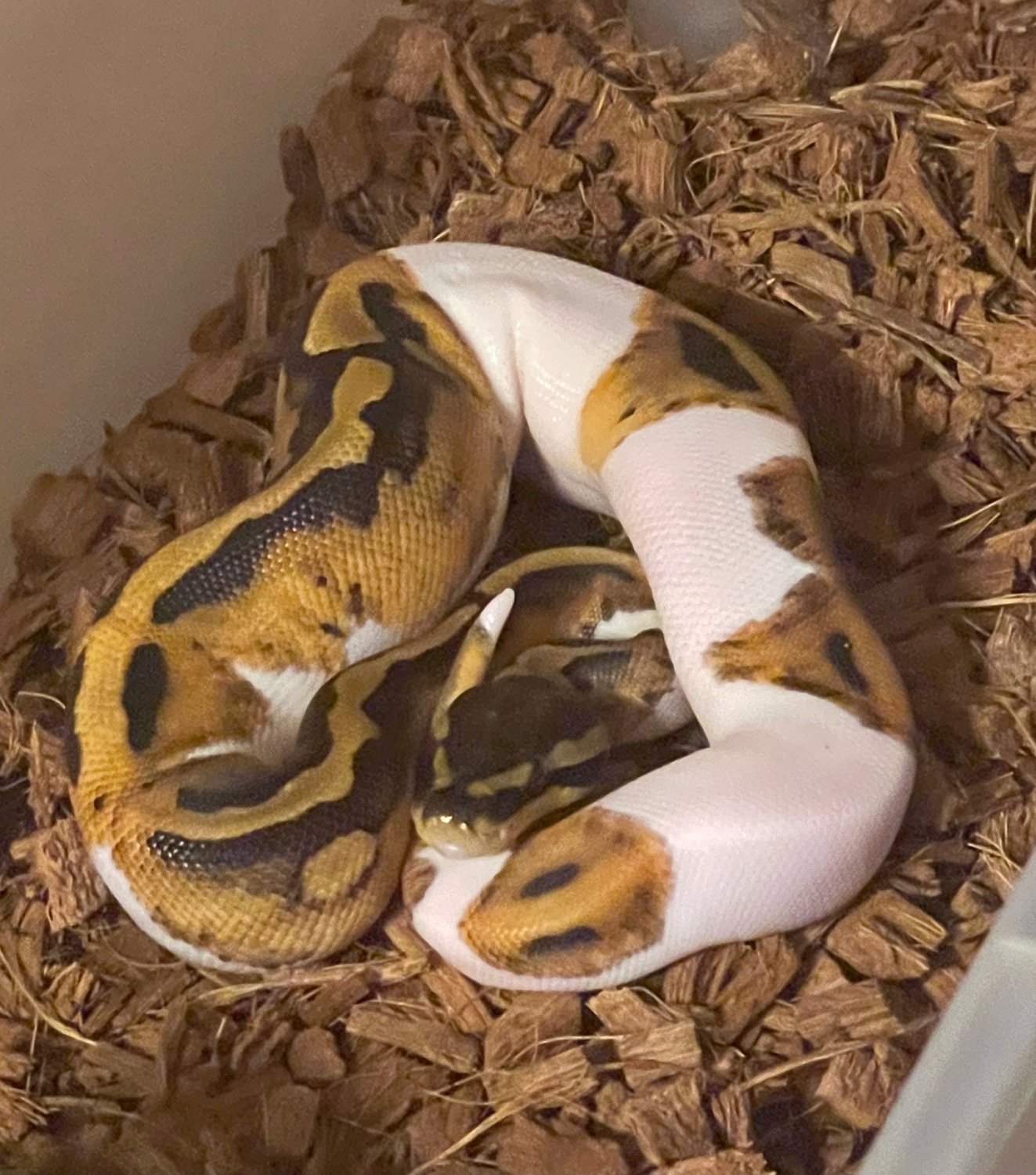 Pied Ball Python by Mullins Morphs - MorphMarket