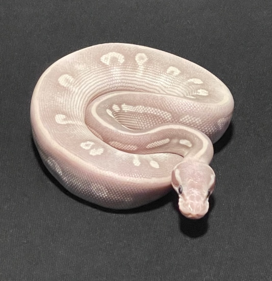 Mystic Potion Ball Python by Mullins Morphs