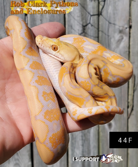 2021 Female Lavender Sunfire Reticulated Python by Rob Clark Pythons