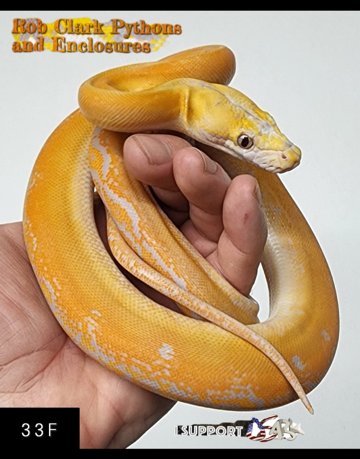 2021 Female Lavender Goldenchild Reticulated Python by Rob Clark ...