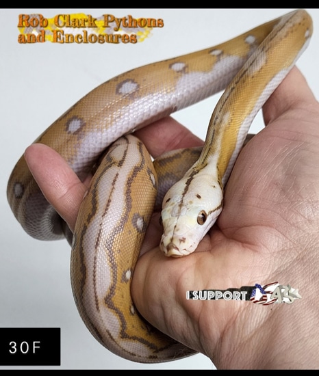 2021 Female Orangeglow Motley Tiger Reticulated Python by Rob Clark Pythons