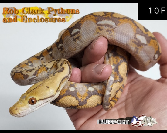 2021 Female Orangeglow Reticulated Python by Rob Clark Pythons