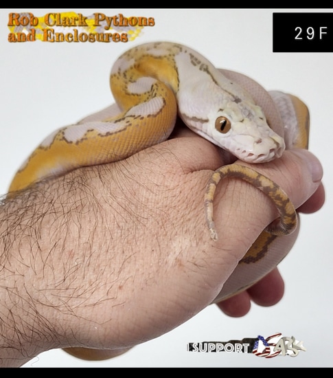 '21 Female Mochino Motley Platinum Reticulated Python by Rob Clark Pythons