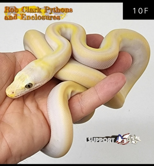 '22 Female Cow Poss Tiger Poss Het Purple Reticulated Python by Rob ...