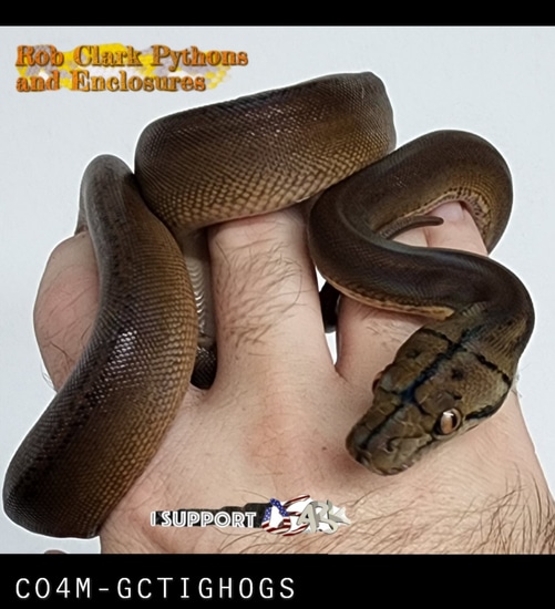 '22 Male Goldenchild Tiger HOGS Reticulated Python by Rob Clark Pythons