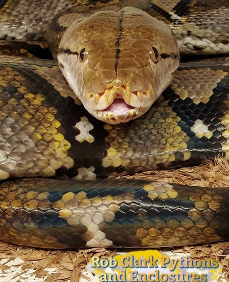 Proven Breeder Male Sunfire Het Purple Reticulated Python by Rob Clark ...