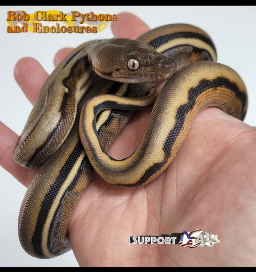 Genetic Stripe Sunfire Reticulated Python by Rob Clark Pythons