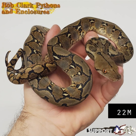 '22 Female Normals Reticulated Python by Rob Clark Pythons