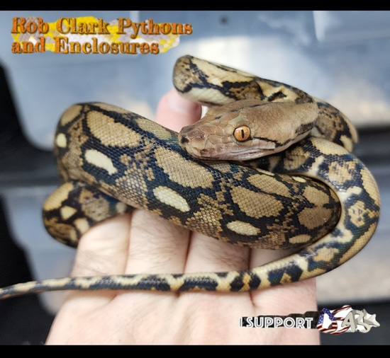 '22 Female Tiger Reticulated Python by Rob Clark Pythons