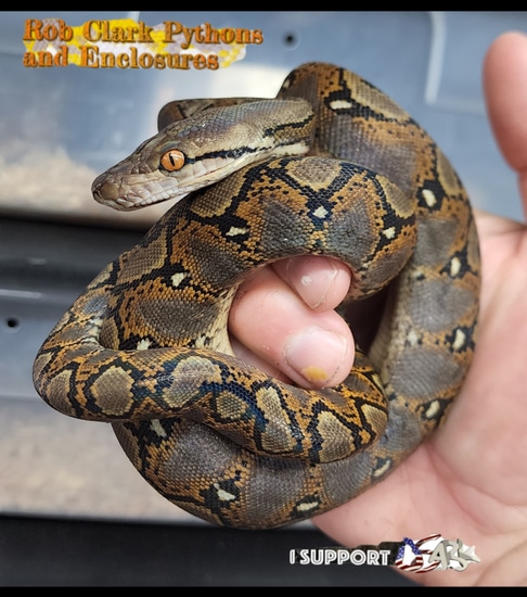 '22 Male Normal Reticulated Python by Rob Clark Pythons
