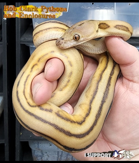 '22 Female Sunfire Super Tiger Het GS Reticulated Python by Rob Clark ...