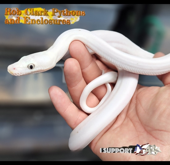 '22 Male Goldenchild Cow Poss Tiger Poss Het Purple Reticulated Python ...