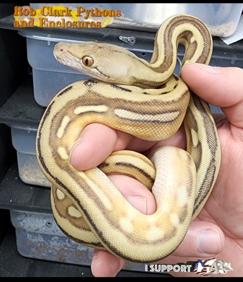 '22 Female Phantom Sunfire Tiger Het GS Reticulated Python by Rob Clark ...