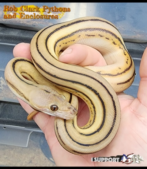 '22 Male Super Tiger Het Albino Reticulated Python by Rob Clark Pythons