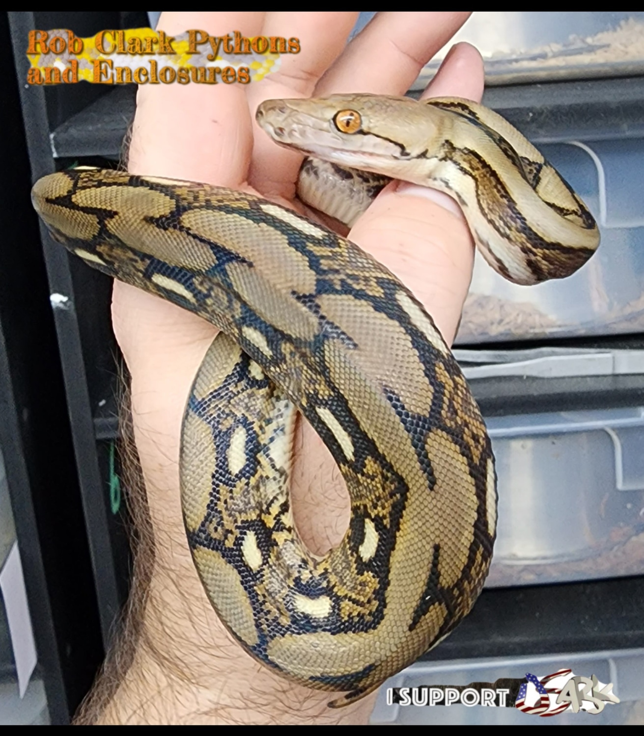 '22 Male Tiger Reticulated Python by Rob Clark Pythons - MorphMarket