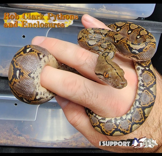 '22 Female Normal Reticulated Python by Rob Clark Pythons