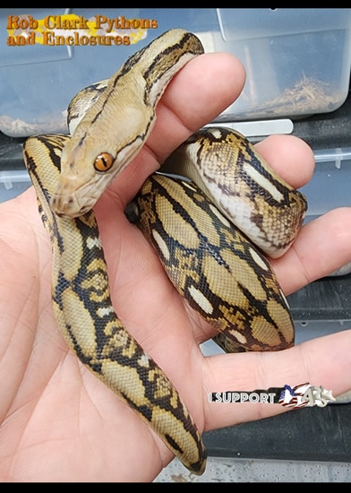 '22 Female Tiger Reticulated Python by Rob Clark Pythons
