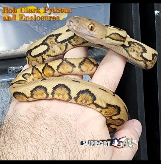 '22 Male Sunfire Tiger Het GS Reticulated Python by Rob Clark Pythons