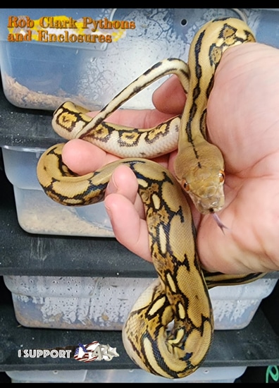 '22 Male Tiger Het GS Reticulated Python by Rob Clark Pythons